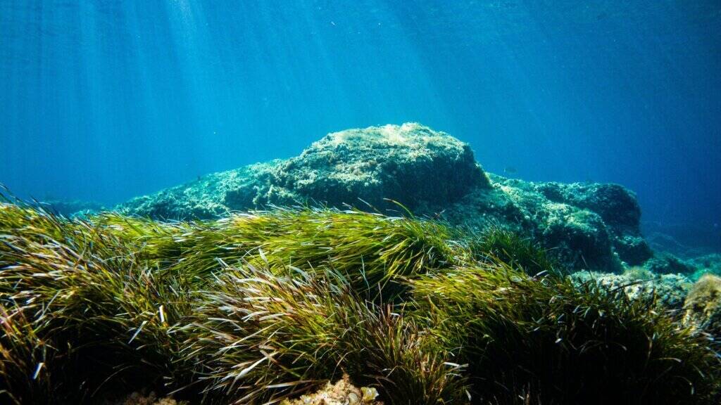 全球海洋观测系统 (GOOS) - 国际科学理事会